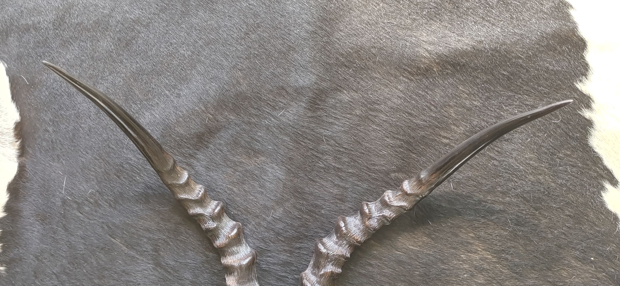 Mounting Horns – Shofars and Accessories
