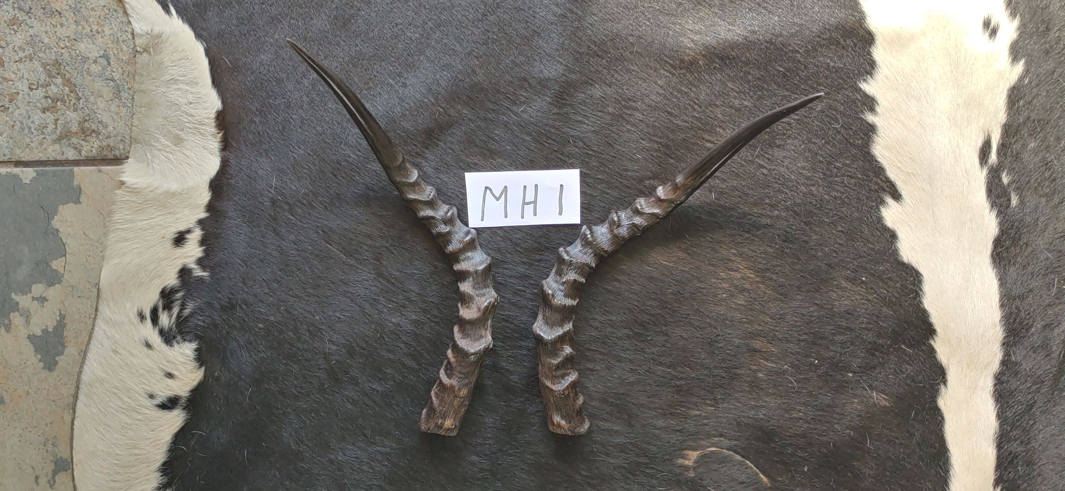 Mounting Horns – Shofars and Accessories