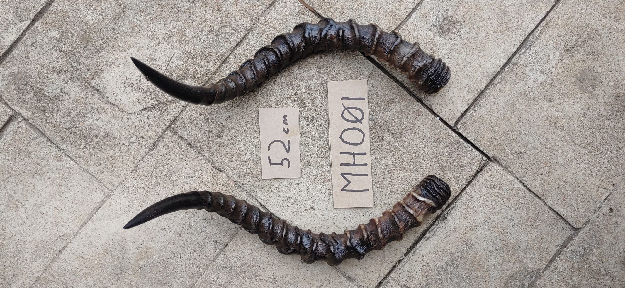 Mounting Horns – Shofars and Accessories