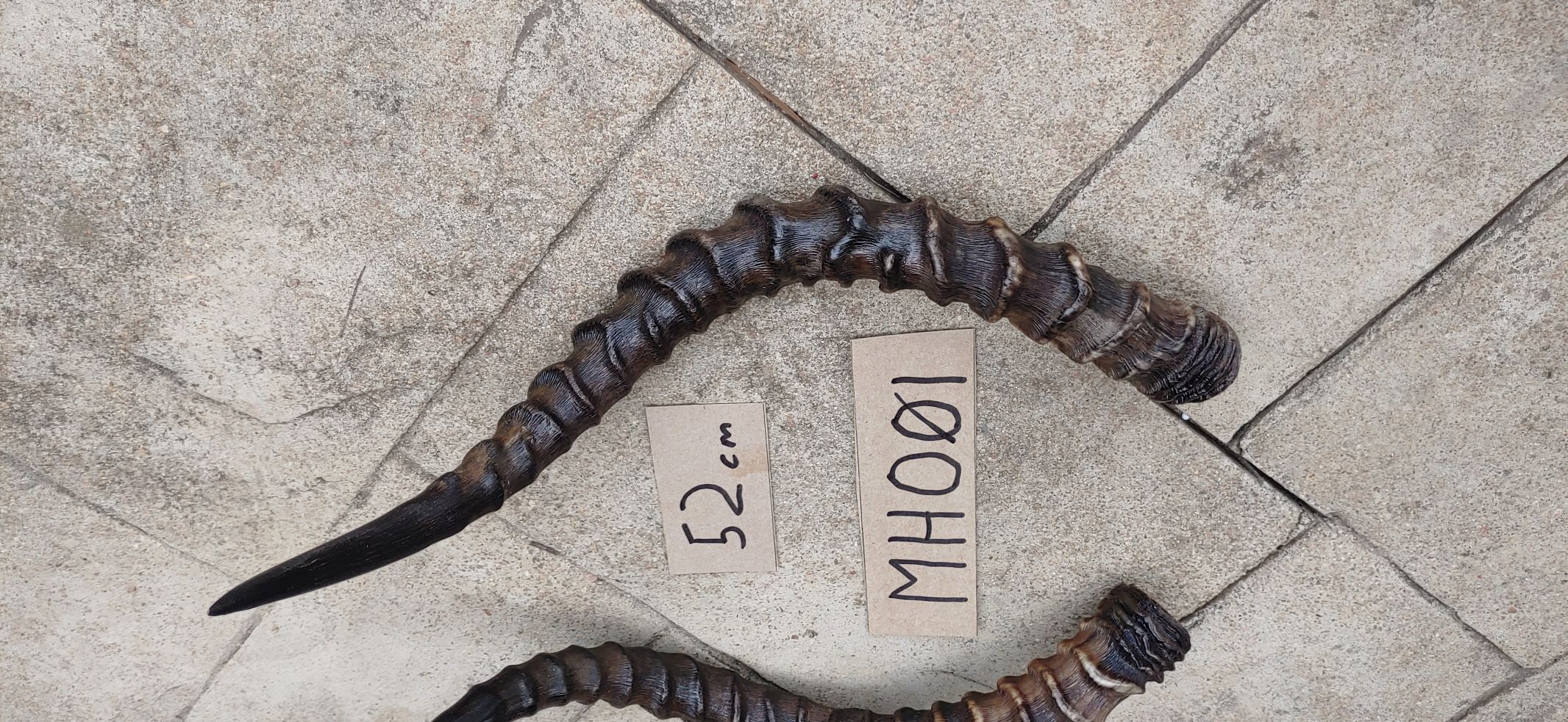 Mounting Horns – Shofars and Accessories