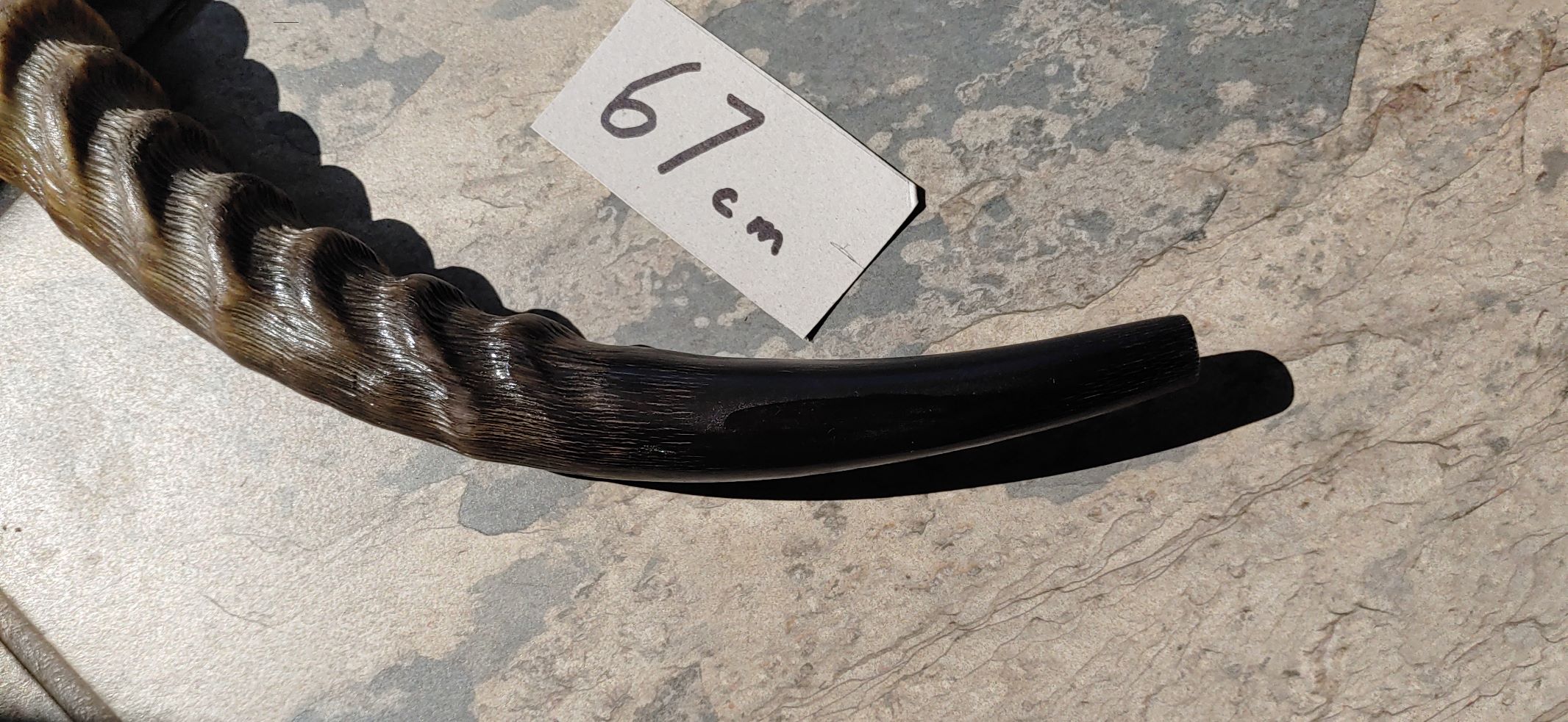 Shofars – Shofars and Accessories