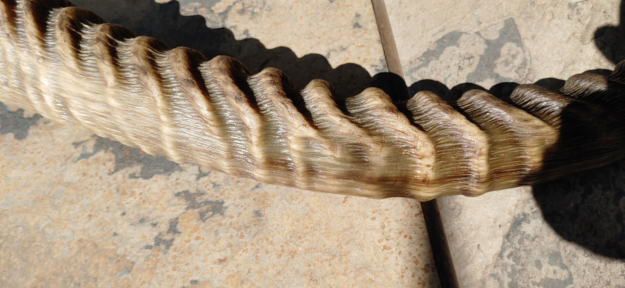 Shofars – Shofars and Accessories